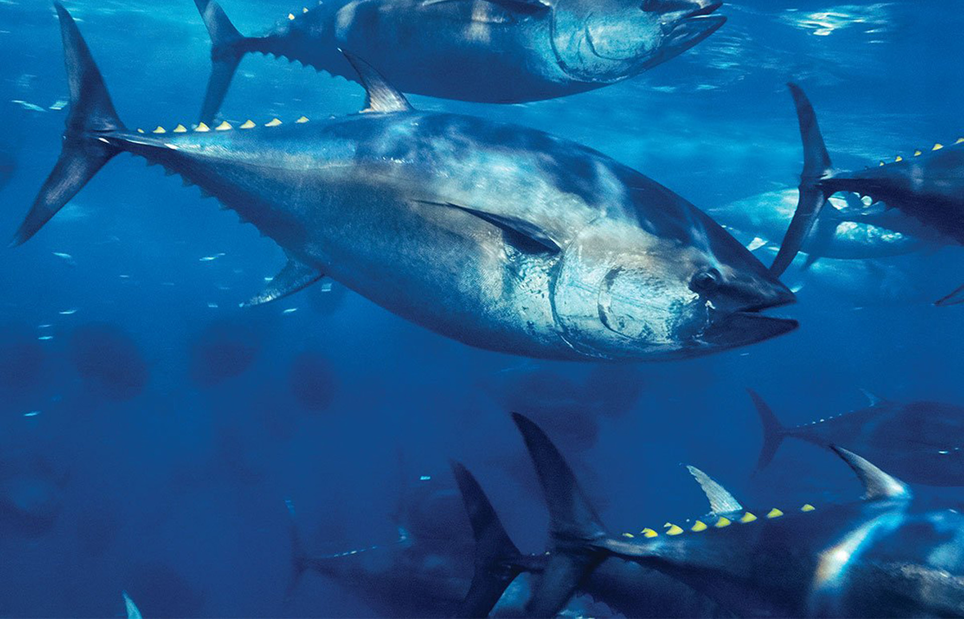 Τόνος Αλοννησιώτισσα - Alonissiotissa.com.gr